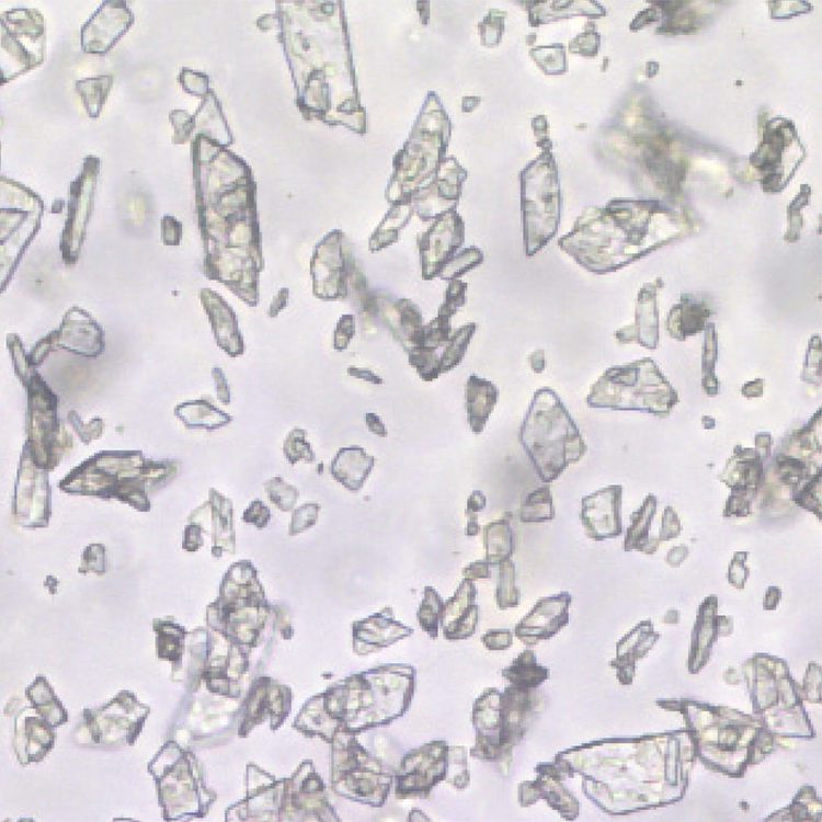 Pharmazeutische Partikel in Öl – Clemex