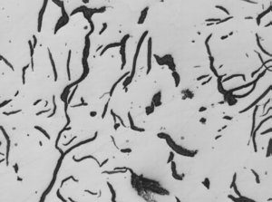 Flake size as per ASTM A247 and ISO 945 - Clemex